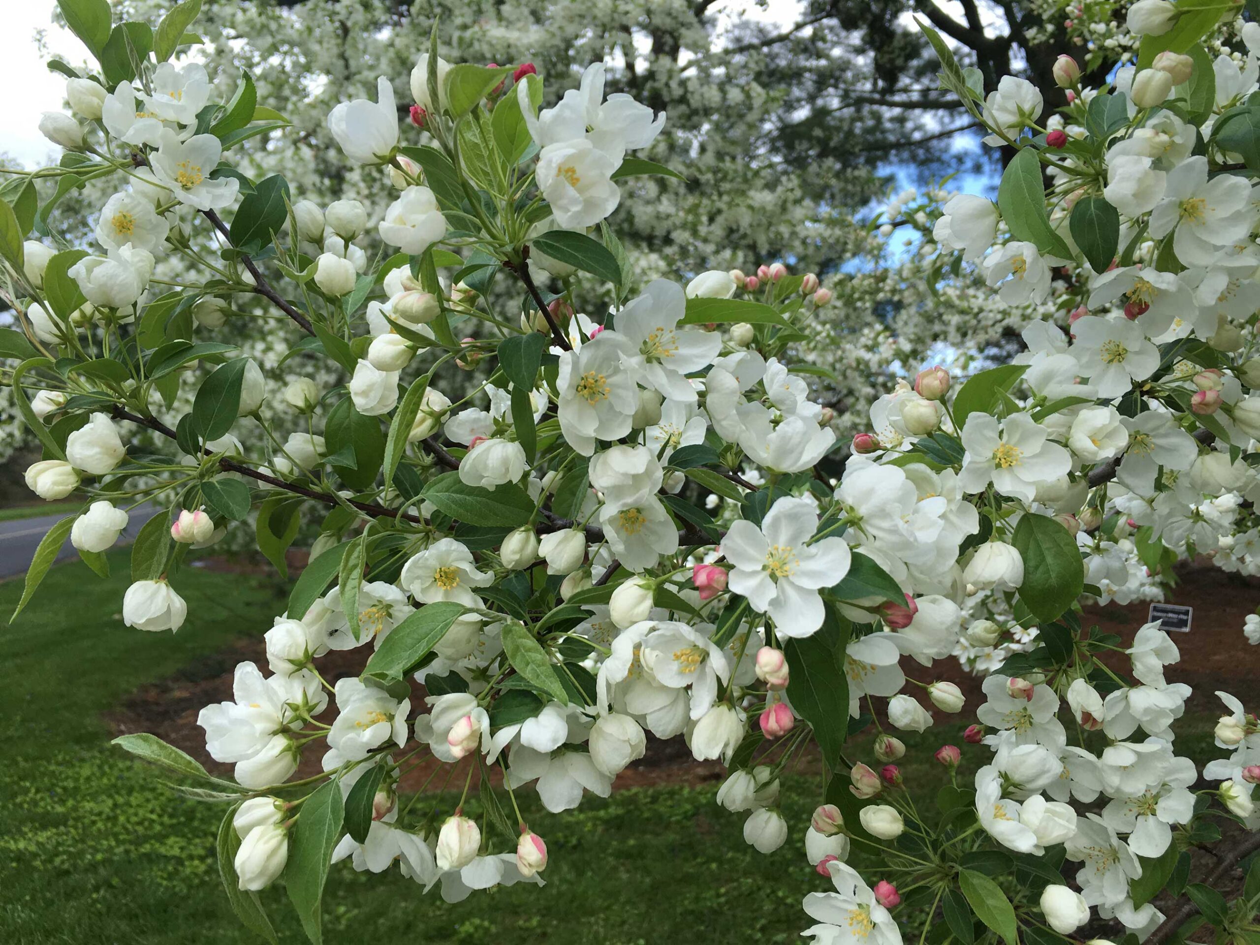 Barton Arboretum and Nature Preserve of Medford Leas - Americas Garden ...